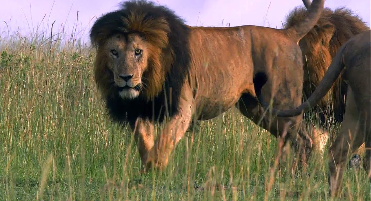 Disneynature 6: African Cats